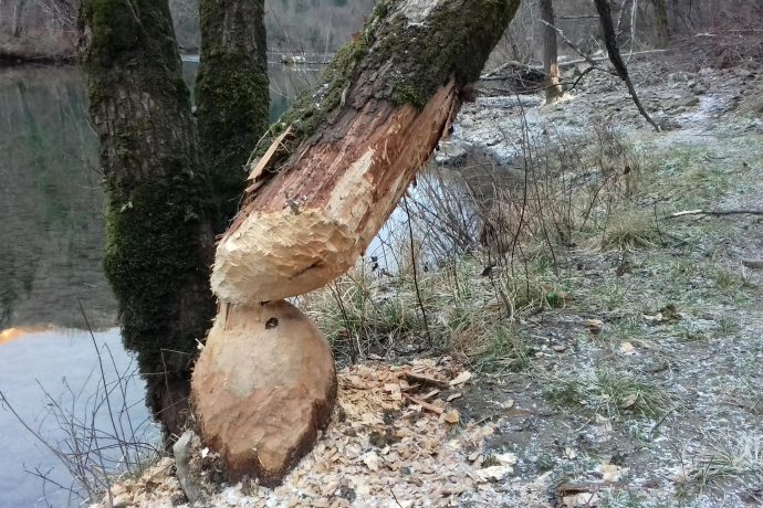 Dabrovi su se vratili u dolinu Kupe? Simpatični glodavci ostavili su ...