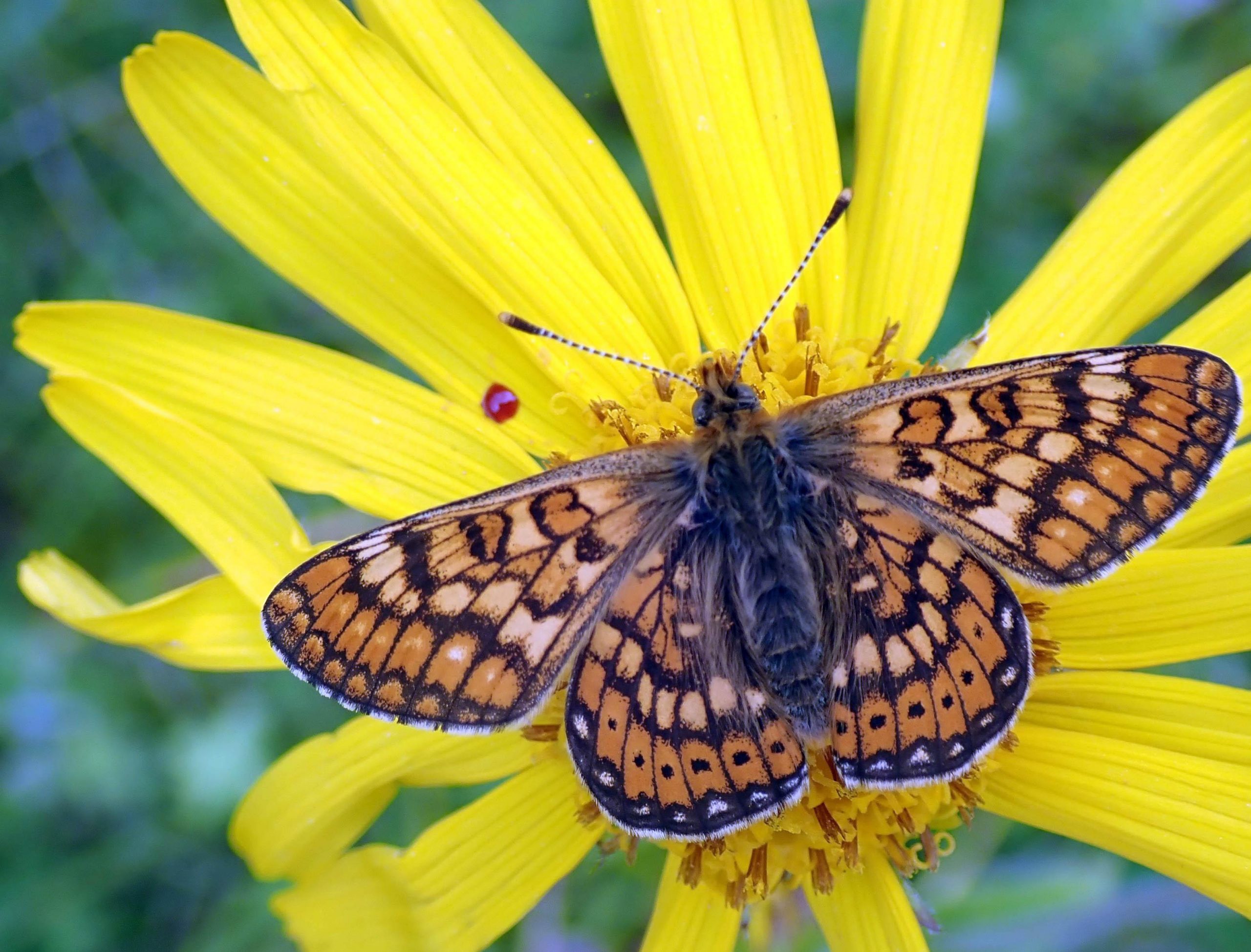 Na Risnjaku otkriveno 57 novih vrsta leptira - Novi list