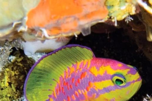 Pronađena možda najljepša riba na svijetu. Skrivala se duboko u oceanu ...