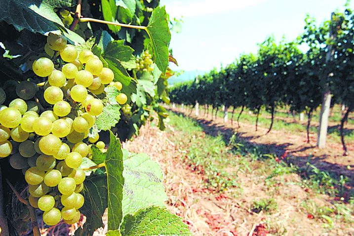 U Pavlomiru kreće berba grožđa, nima koga da ga bere. Traže radnike po ...
