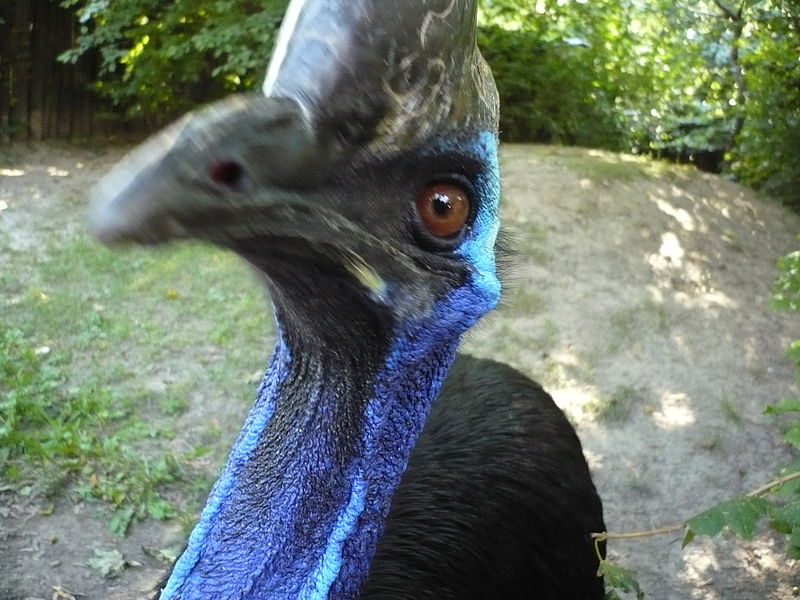 Ubila ga najopasnija ptica na svijetu: Tri njezina bodeža bila su ...