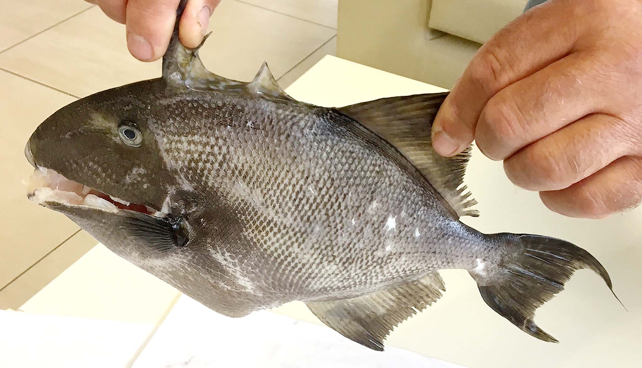 Znate li što je kostorog? Pogledajte neobičnu ribu ulovljenu u moru ...