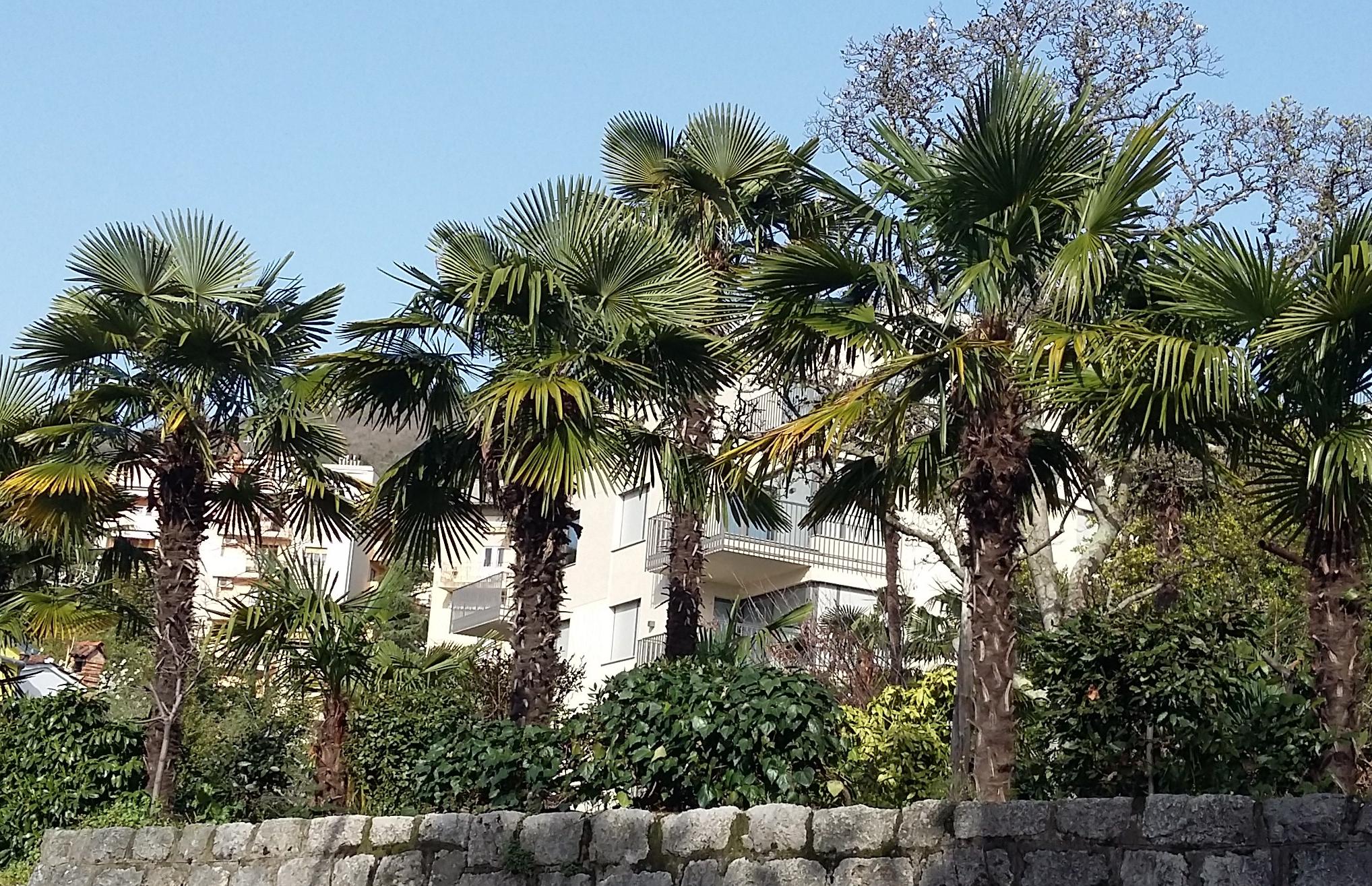 Mladić istrgnuo drvo palme i još šest različitih grmova. Bacio ih u ...