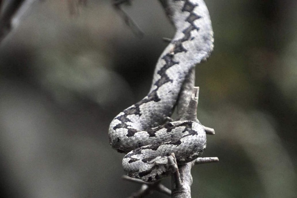 Poskoci siju strah na obali: Zašto ih baš sada toliko ima? - Novi list