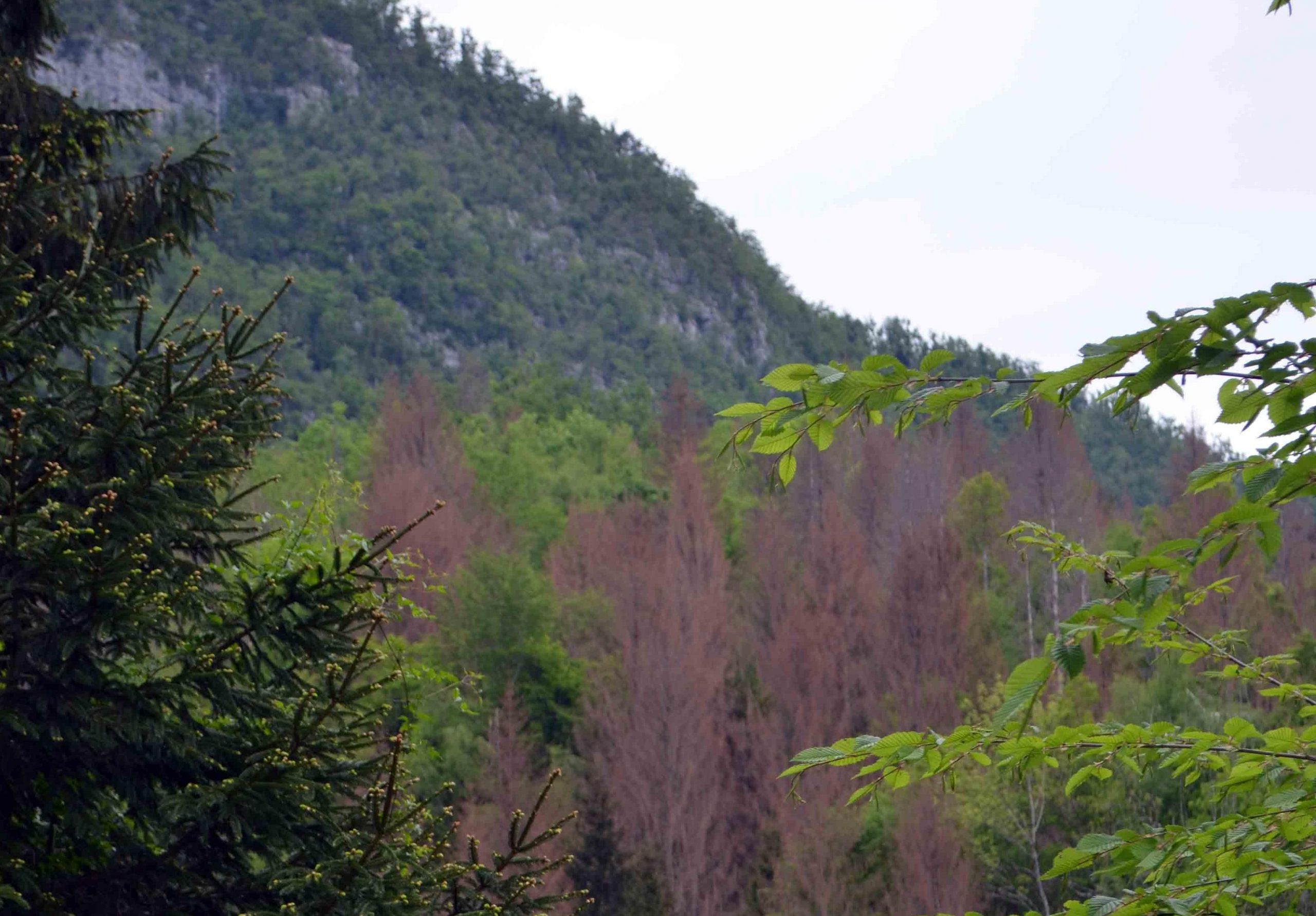 Za siječu i krađu stabala smreke osumnjičen 83-godišnjak - Novi list