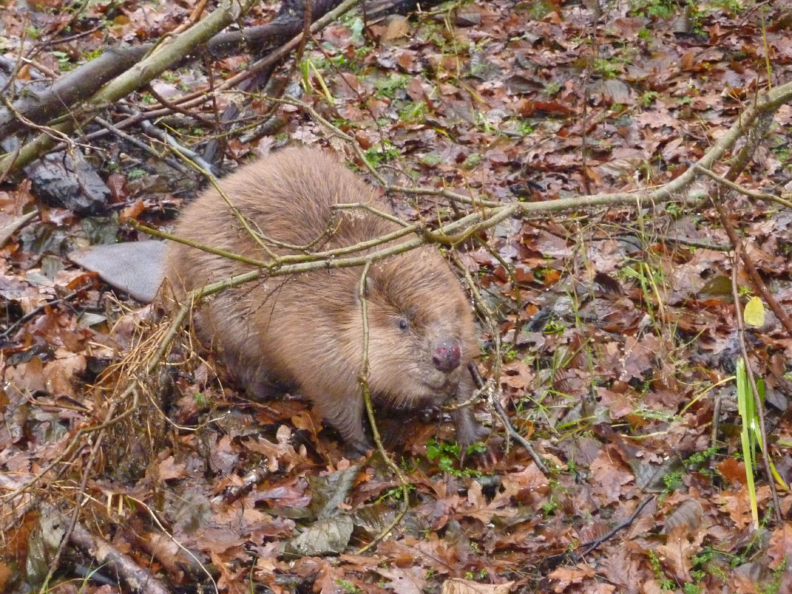 Dabar Štefek koji je pronađen u zagrebačkom Zapruđu vraćen je u prirodu ...