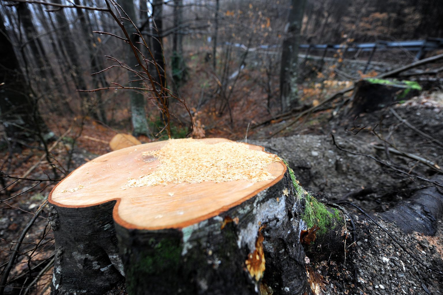 Na privatnoj parceli u šumskom djelu na području Jelenja posjekao i ...