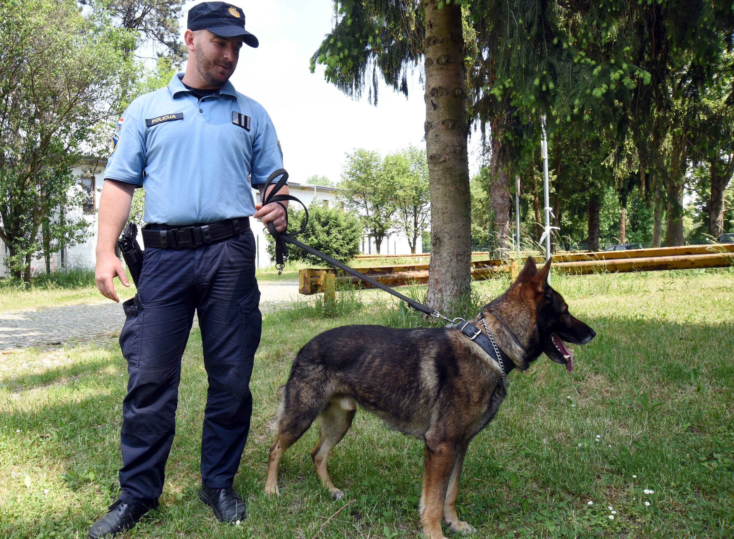 LIJEPA PRIČA Kako je napušteni i pothranjeni pas Arsen iz Liča postao ...