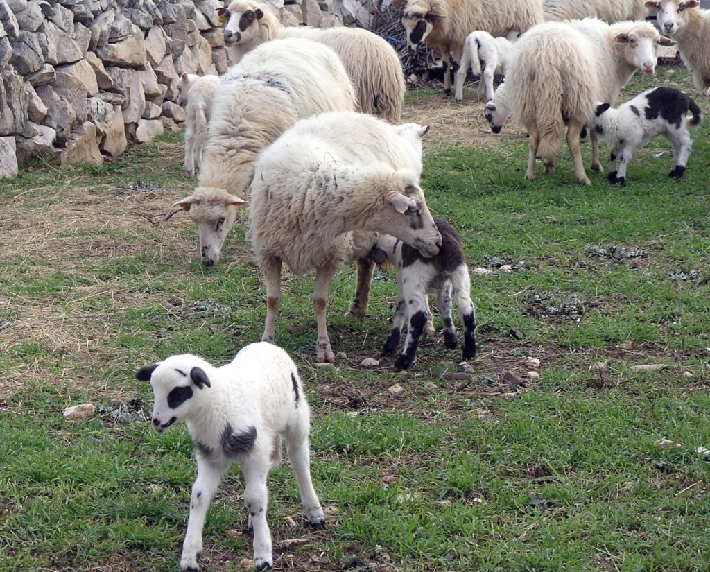 Lakši proboj do tržišta: Paška janjetina dobila oznaku izvornosti ...