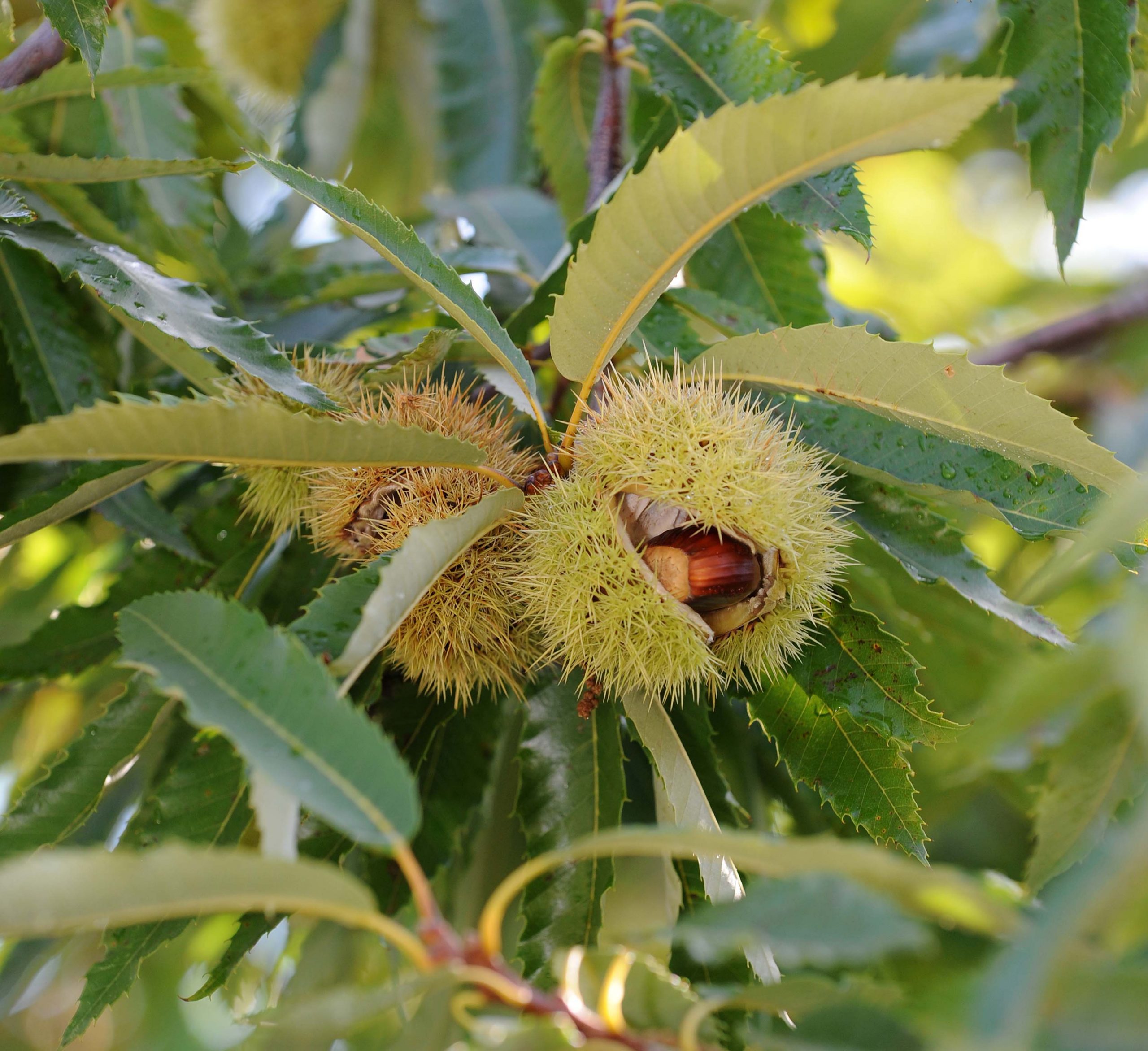 Lovranski maruni: Obišli nasade autohtonih sorti i zaključili da ih ...