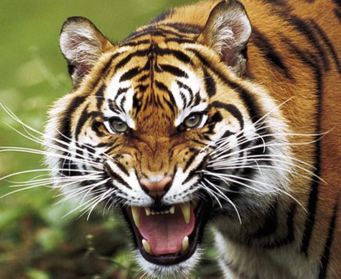 Malajski tigar ubio timariteljicu na Floridi - Novi list