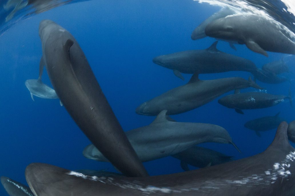 Obdukcija kitova iz Sredozemnog mora pokazuje alarmantnu količinu ...