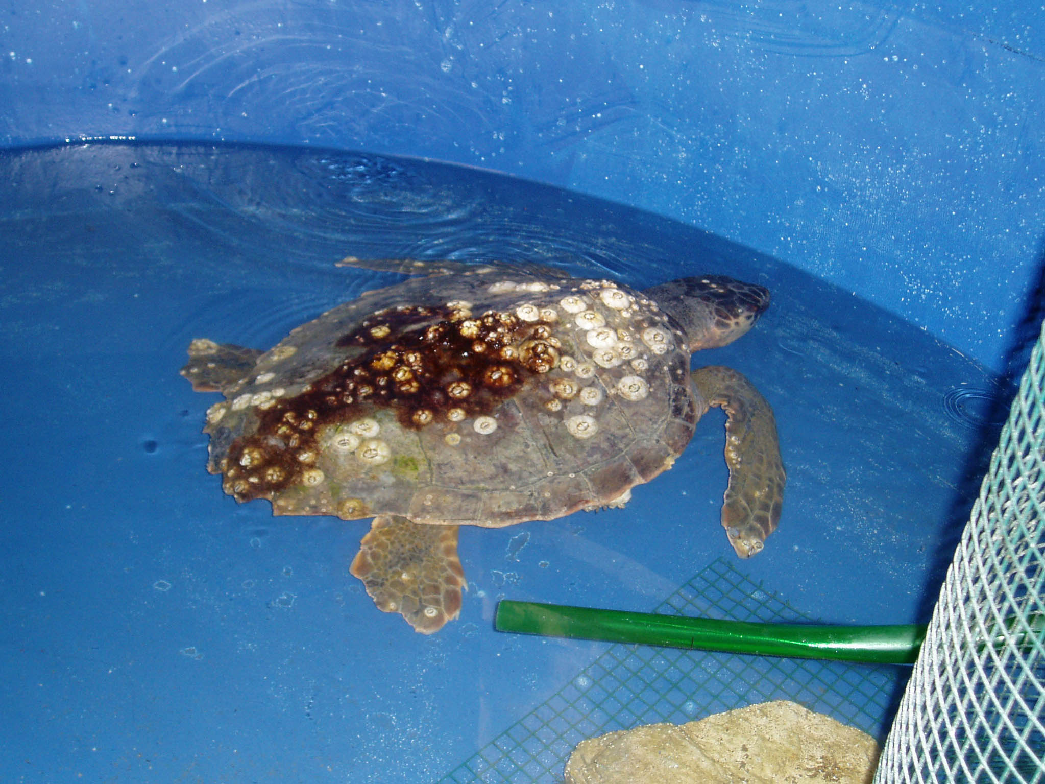 Oporavljene glavate želve vraćene u prirodno stanište - Novi list