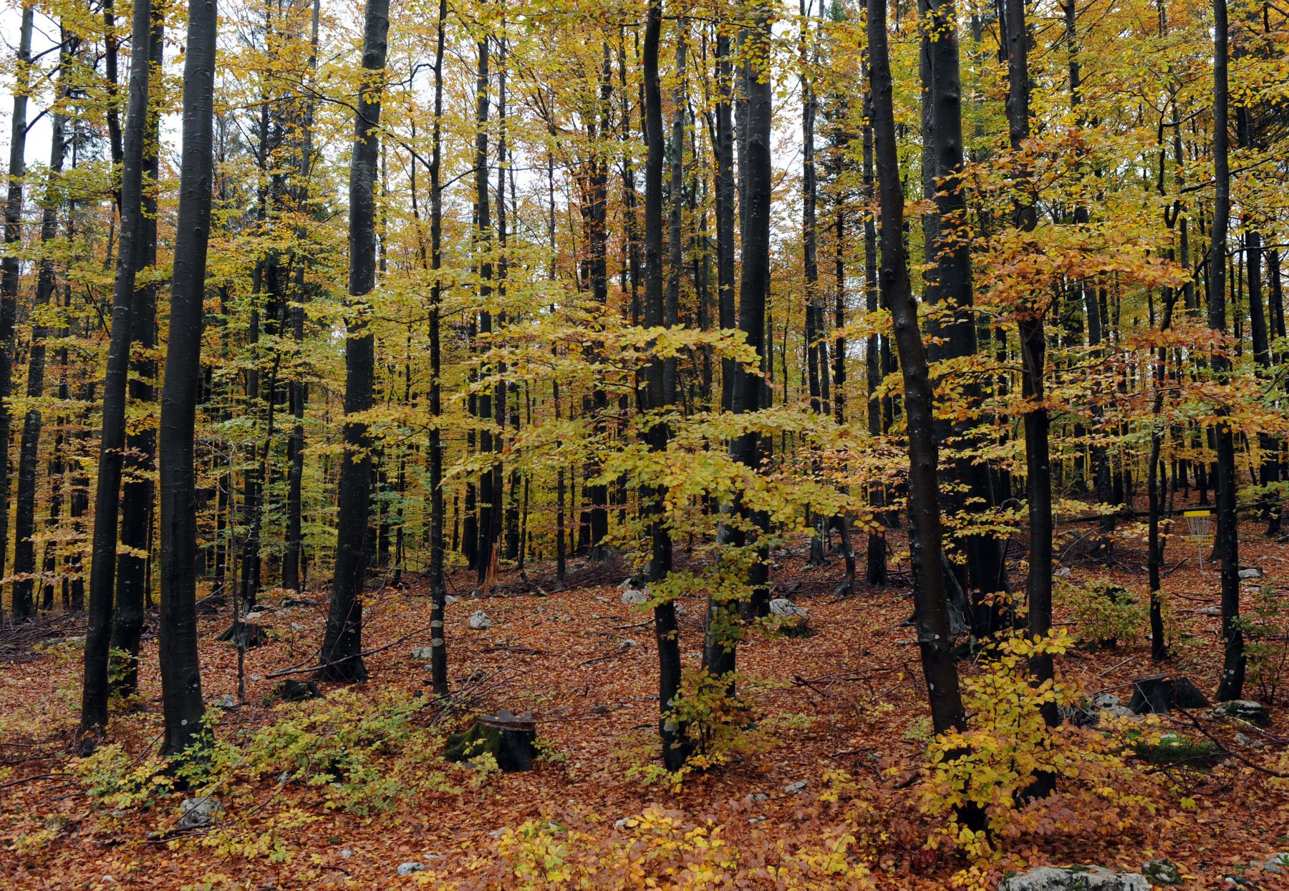 PLATAK Pogledajte omiljeno riječko izletište u bojama jeseni - Novi list