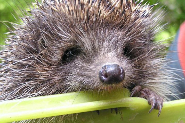 Ruska verzija svisca Phil, ježica Pugovka prognozira vruću godinu ...