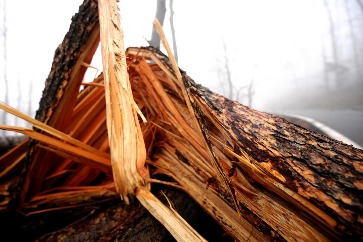 U dva navrata u šumskom djelu posjekao stabla bagrema, hrasta, graba i ...