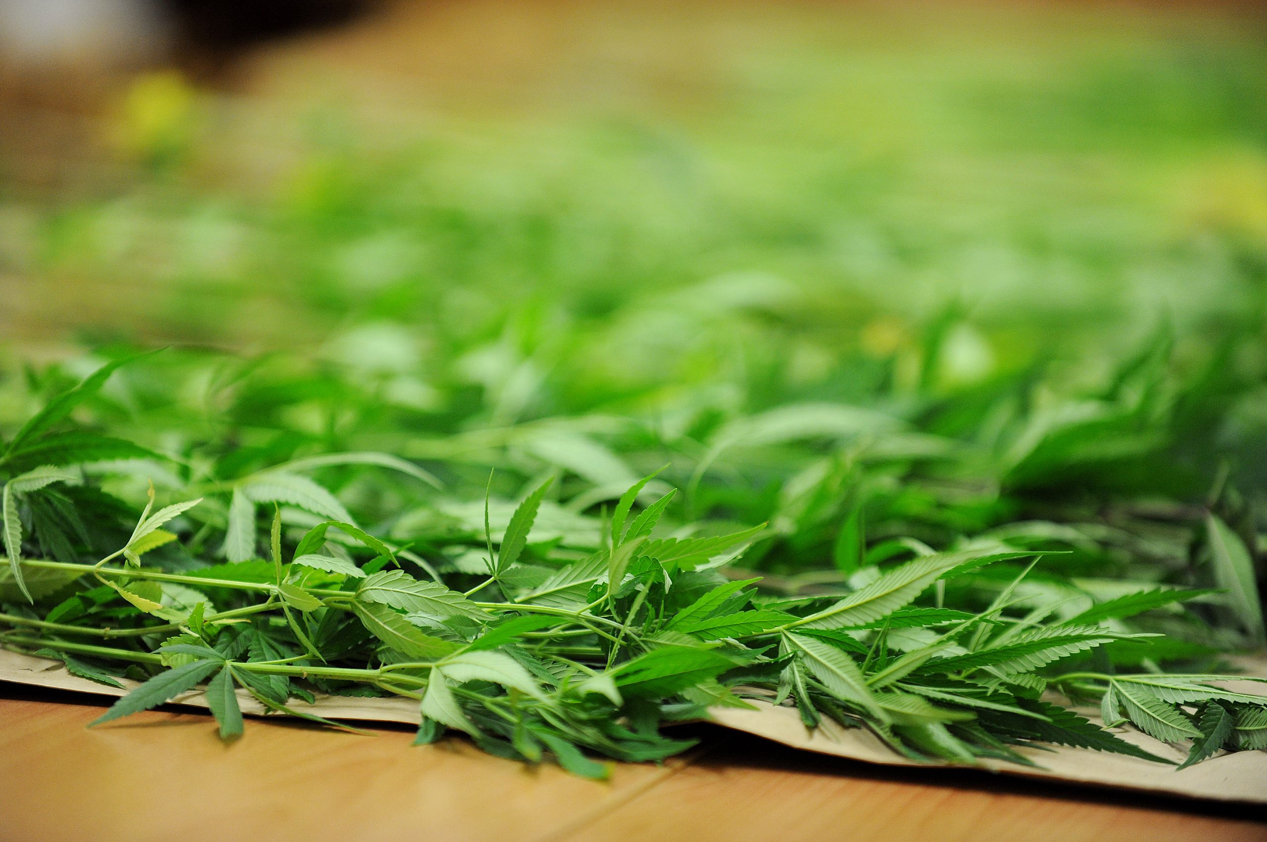 Tribina o znanstvenim aspektima uporabe konoplje - Novi list