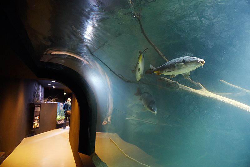 U Karlovcu otvorena Aquatika, prvi slatkovodni akvarij u Hrvatskoj ...