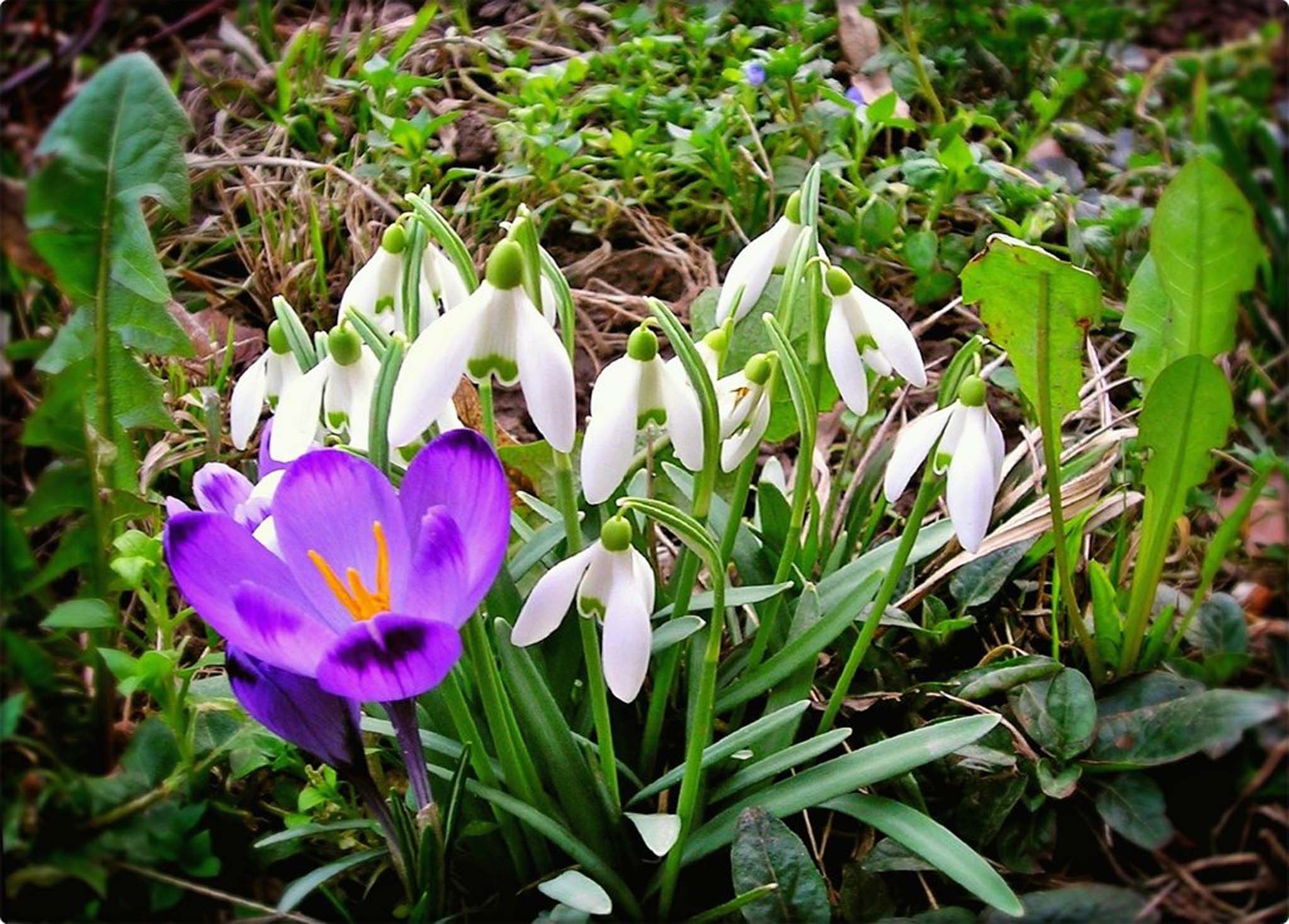 U Sloveniji otvoren festival visibaba, za ljubljanski zvonček i stotine ...