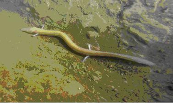 U akvariju u Postojni izlegla se prva čovječja ribica u umjetnim ...