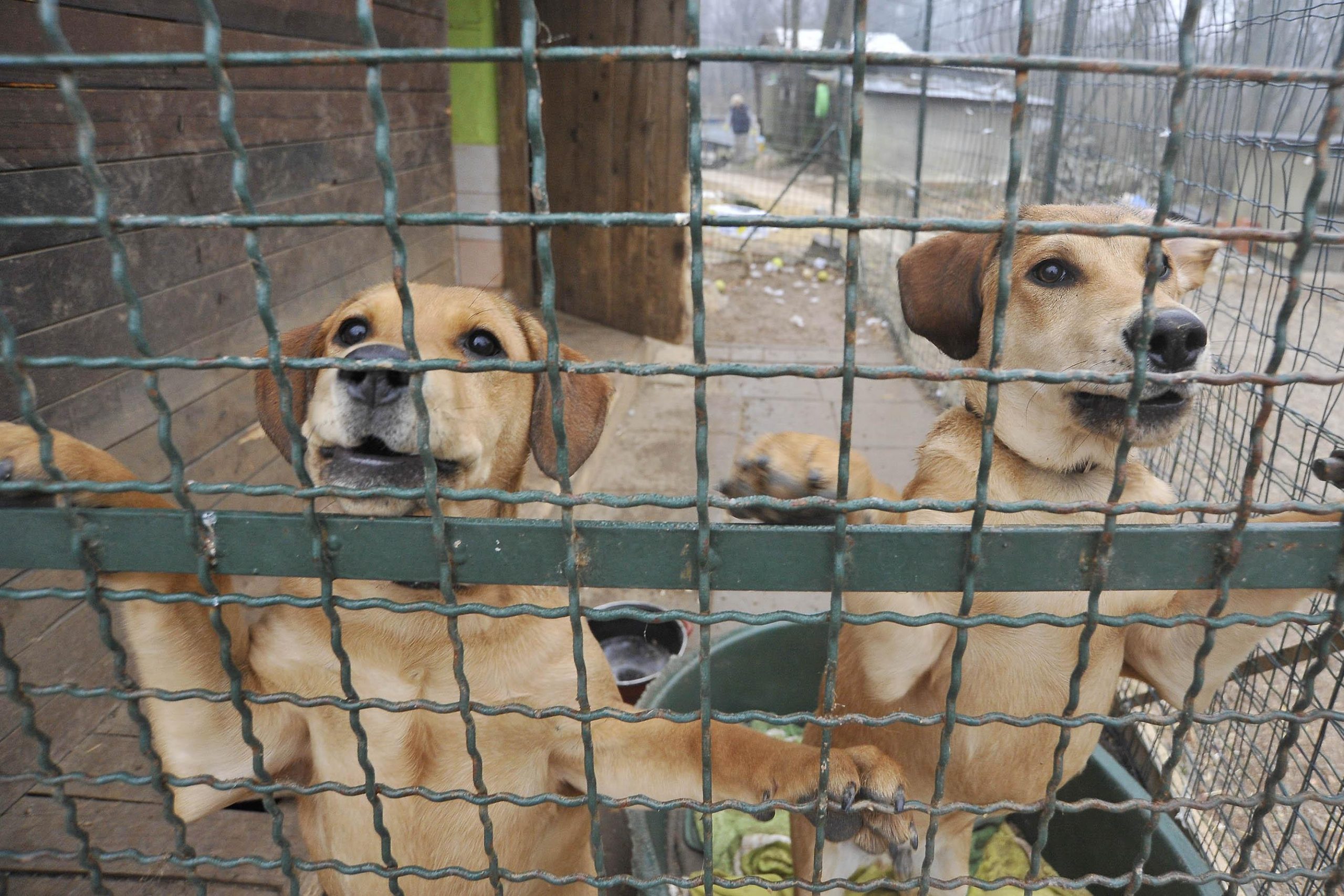 "Who Let The Dogs Out": Riječki DJ-evi vrte mjuzu za Azil za pse na ...