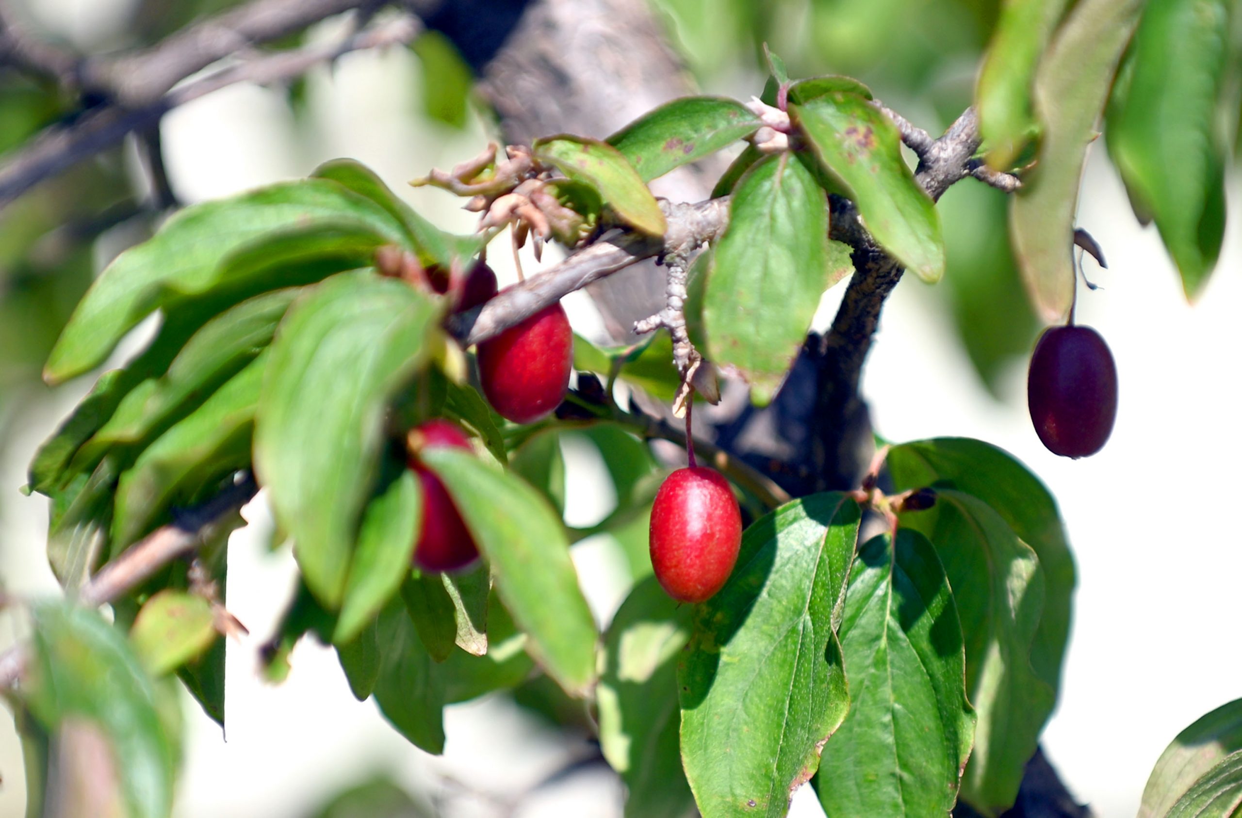 Dren je moćno supervoće iz našega kraja - Novi list