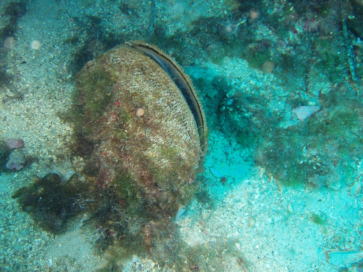 Eko Kvarner upozorava na pomor plemenitih periski u Jadranu - Novi list