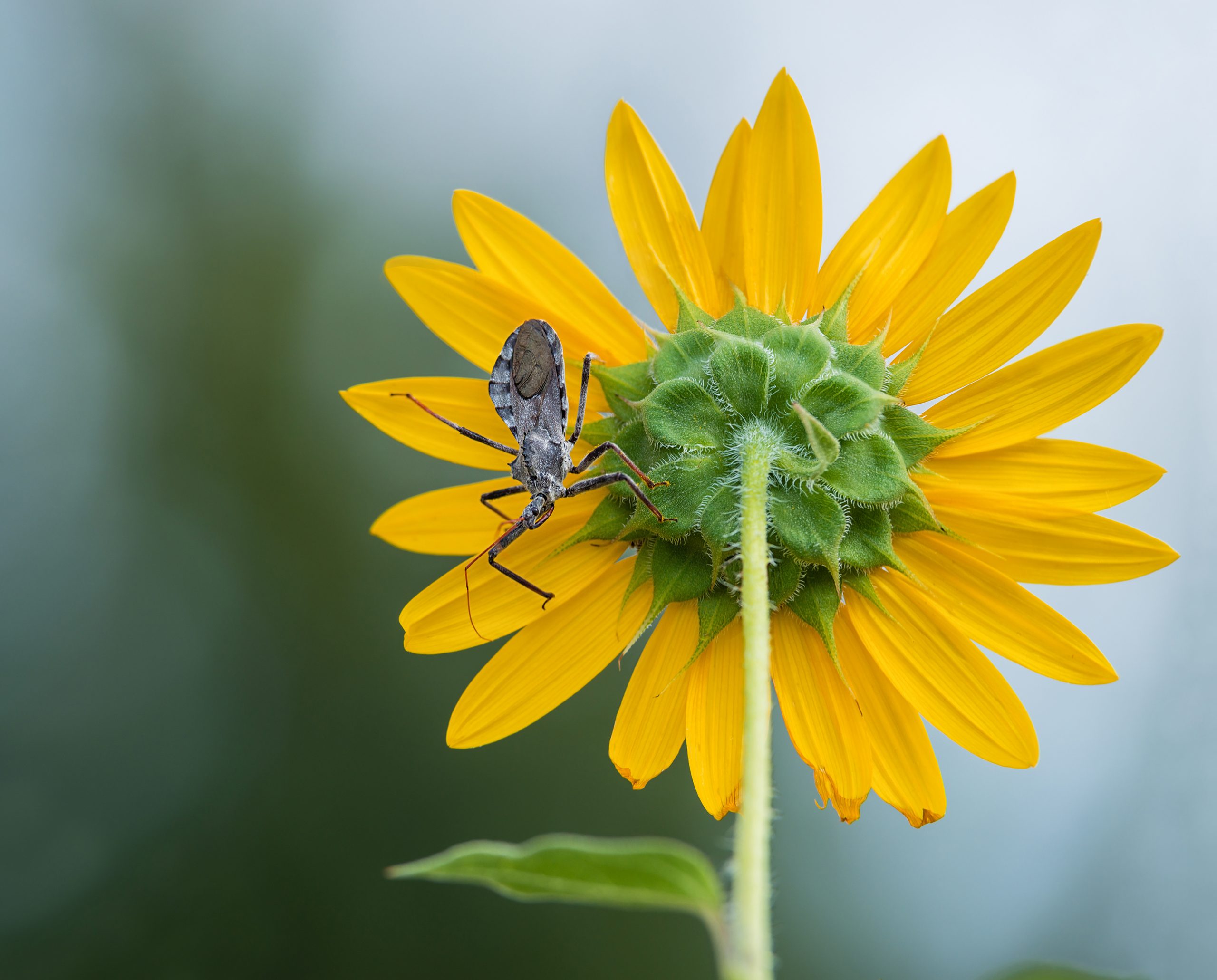 Ova buba ubojica nosi svoje mrtve žrtve na leđima - Novi list