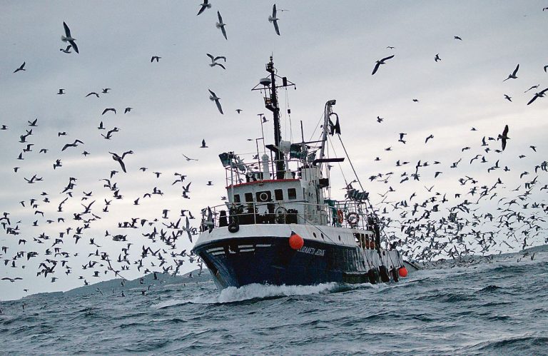 Lampuga se smatra jednom od najbržih migratorskih pučinskih riba. Evo ...