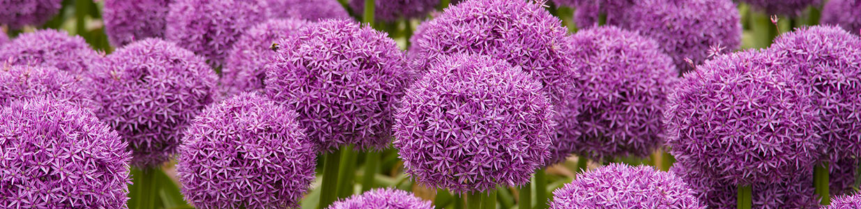 Vrijeme je za sadnju lukovica, evo kako to učiniti bez po' muke - Novi list