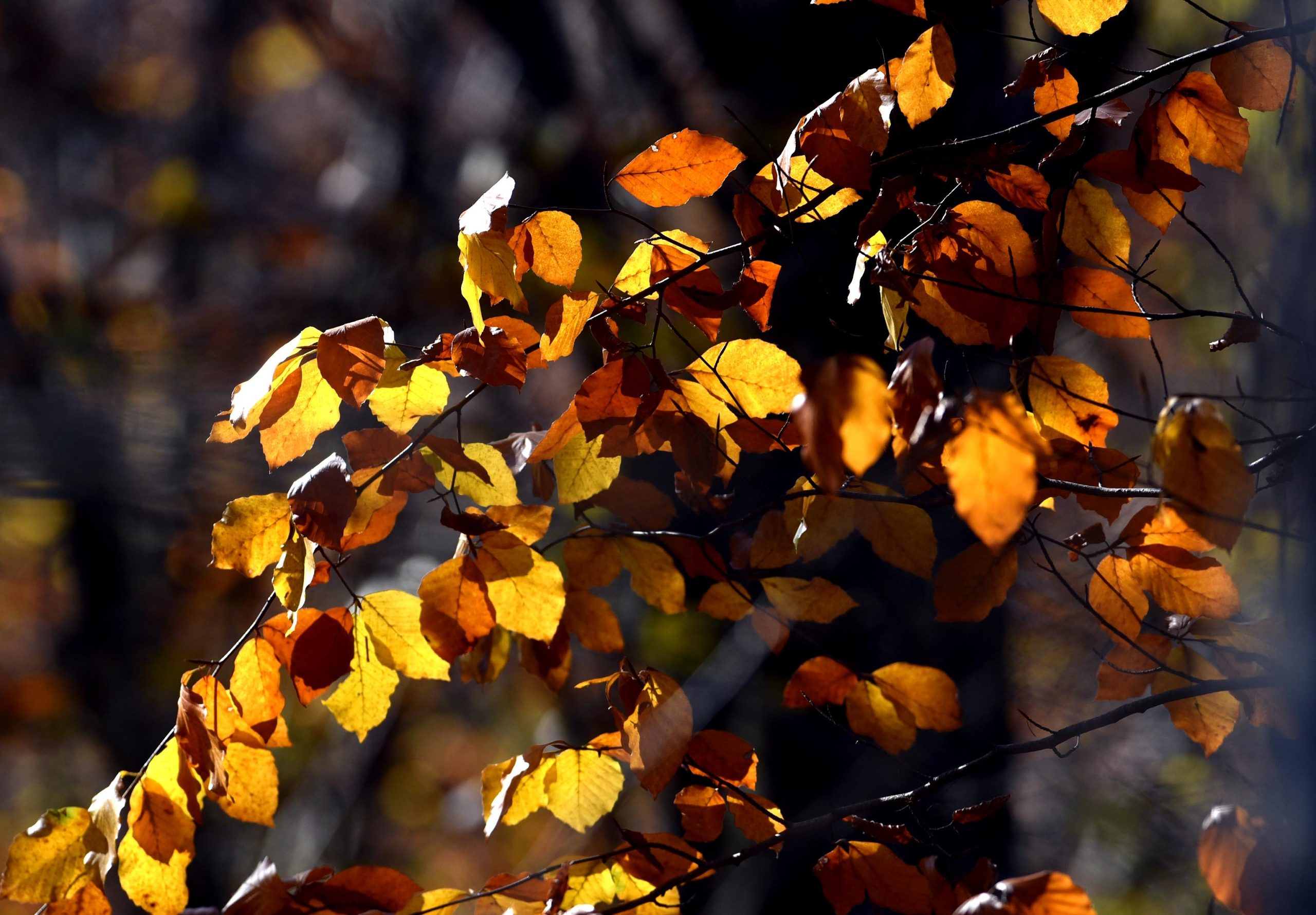 Boje jeseni - Novi list