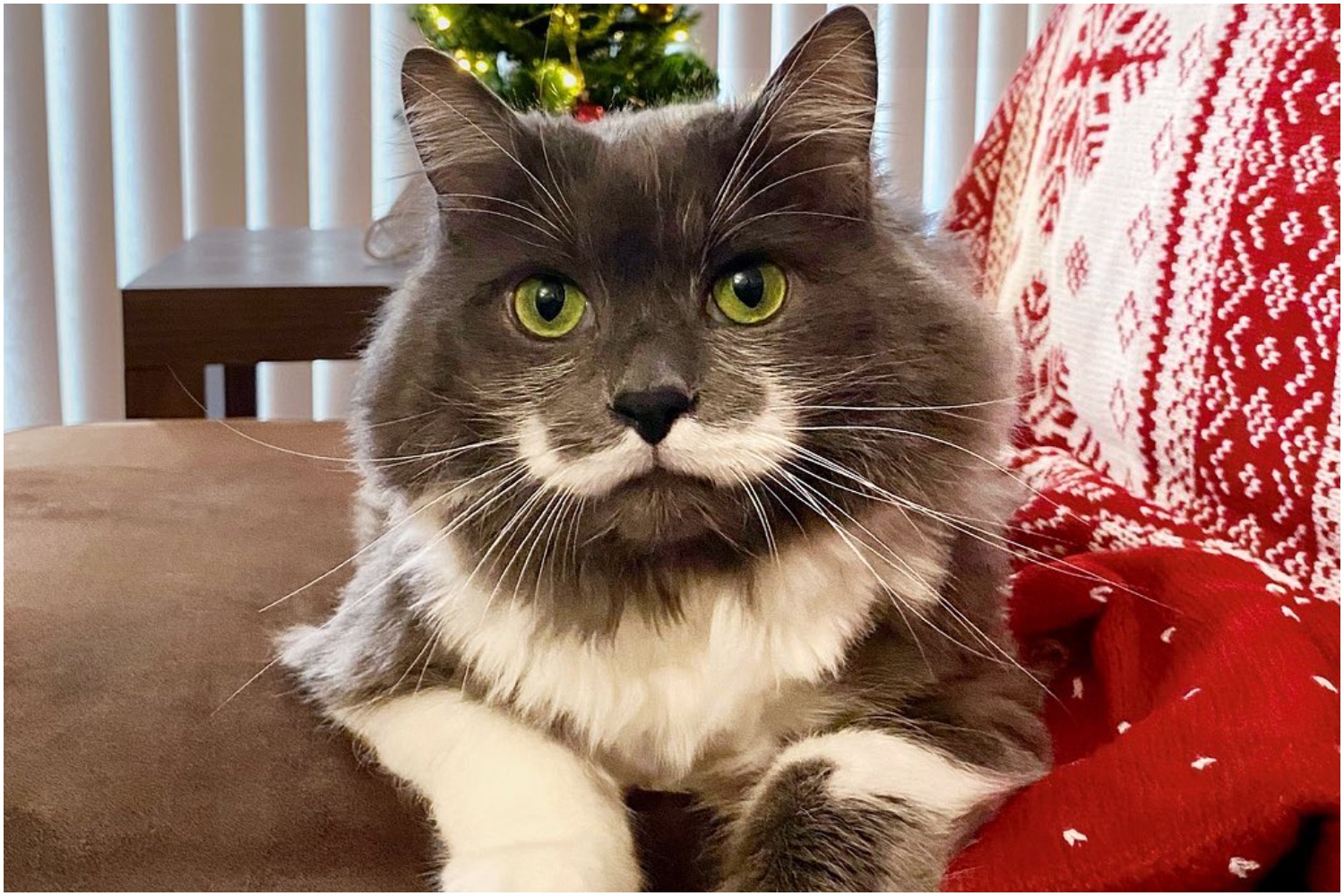 Hamilton je najšarmantniji brkati mačak koji je osvojio Instagram ...