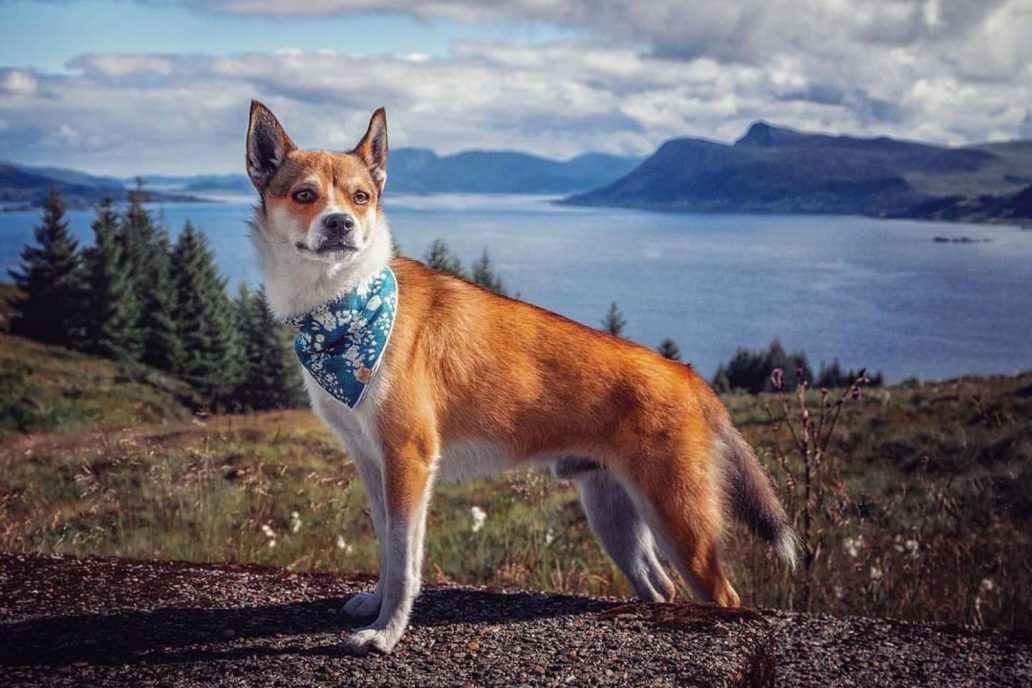 Tri rijetke pasmine pasa koje će vas oduševiti svojom osobnošću - Novi list