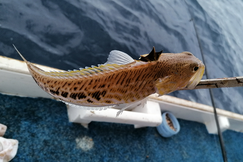 Koliko otrovnih riba poznajete? Znate li da ubod otrovne ribe može biti ...