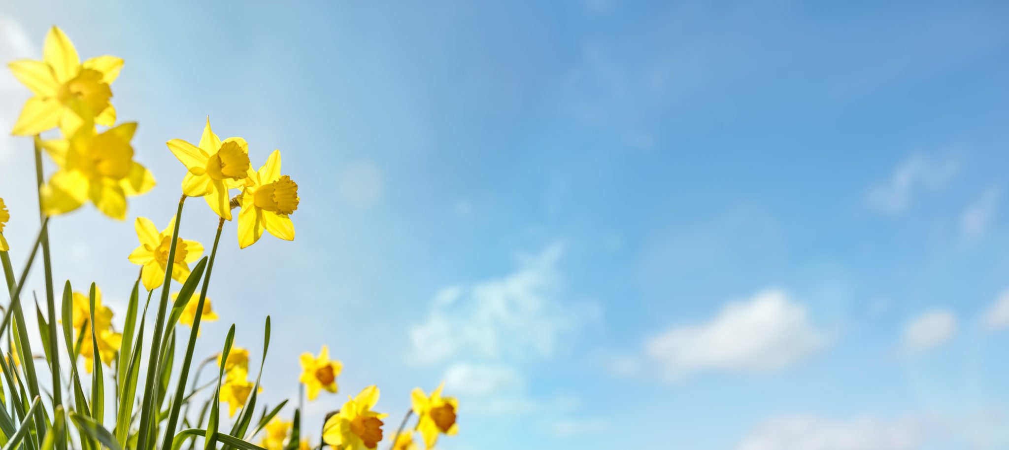 Žuto cvijeće predstavlja istinu, poštovanje i suosjećajnost: Imamo 9 ...