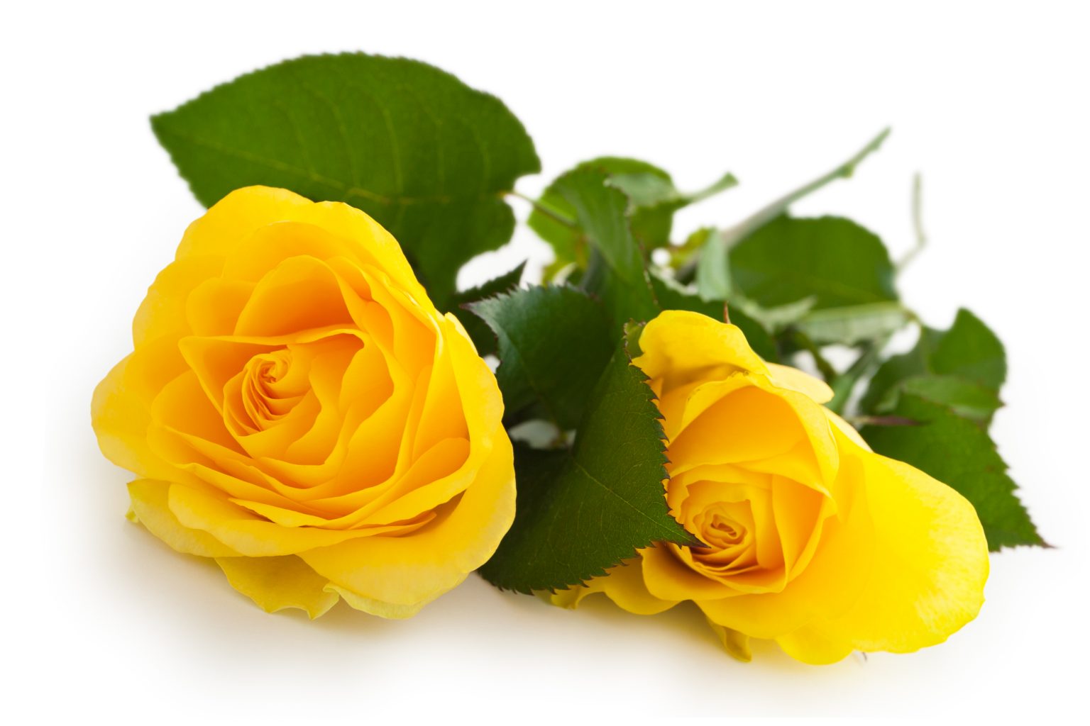 Žuto cvijeće predstavlja istinu, poštovanje i suosjećajnost: Imamo 9 ...