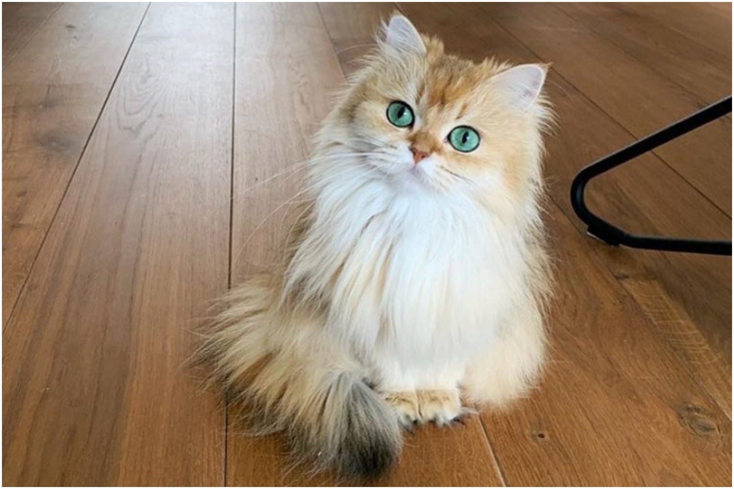 Smoothie the Cat - predivna čupava kraljica Instagrama - Novi list