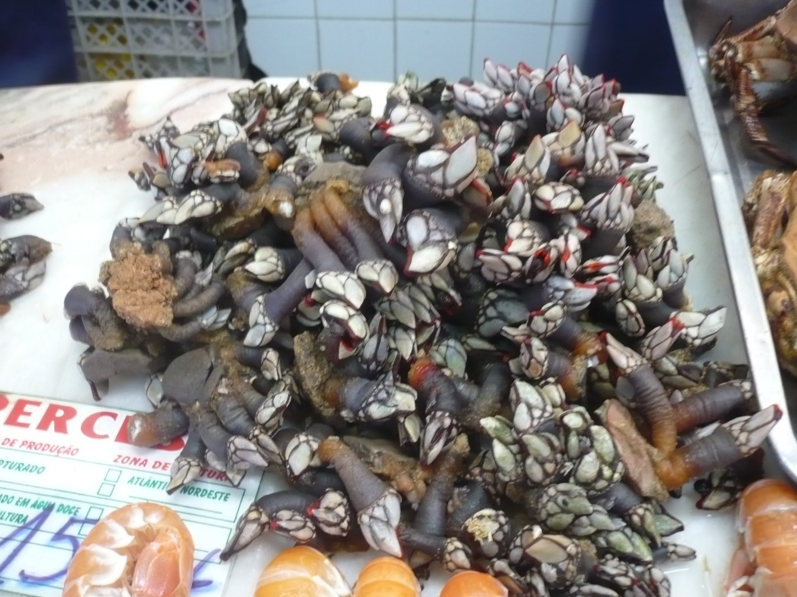 Znate li koji je ovo stanovnik Jadrana? Ako mislite da su školjke ...