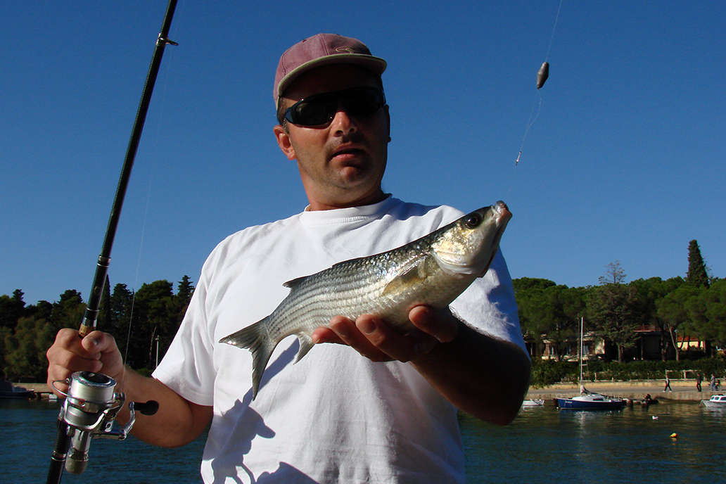 Arhiva Oedalechilus labeo - Novi list