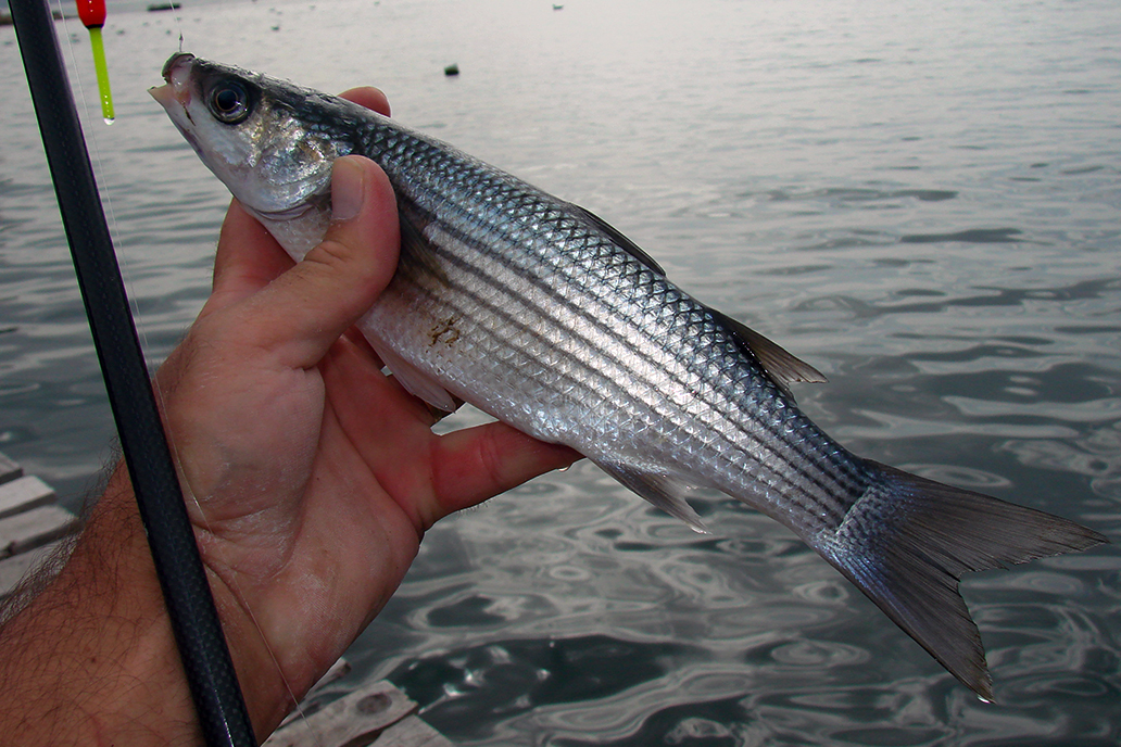 Imate predrasudu prema ciplima? Evo kako može biti prava delicija ...