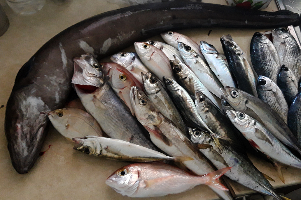 Ovako se lovi riba! Ugor od 5 kilograma kod pristaništa Brestova ...