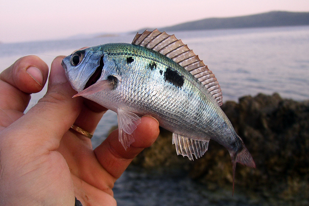 Modrac je riba koja većini sportskih ribolovaca ide na živce zbog ...