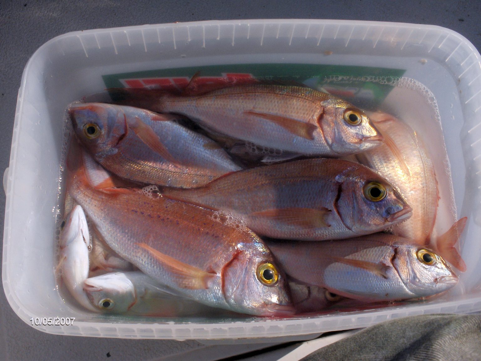 Arbun naraste do 60 centimetara duljine i pritom može težiti i do 3 ...