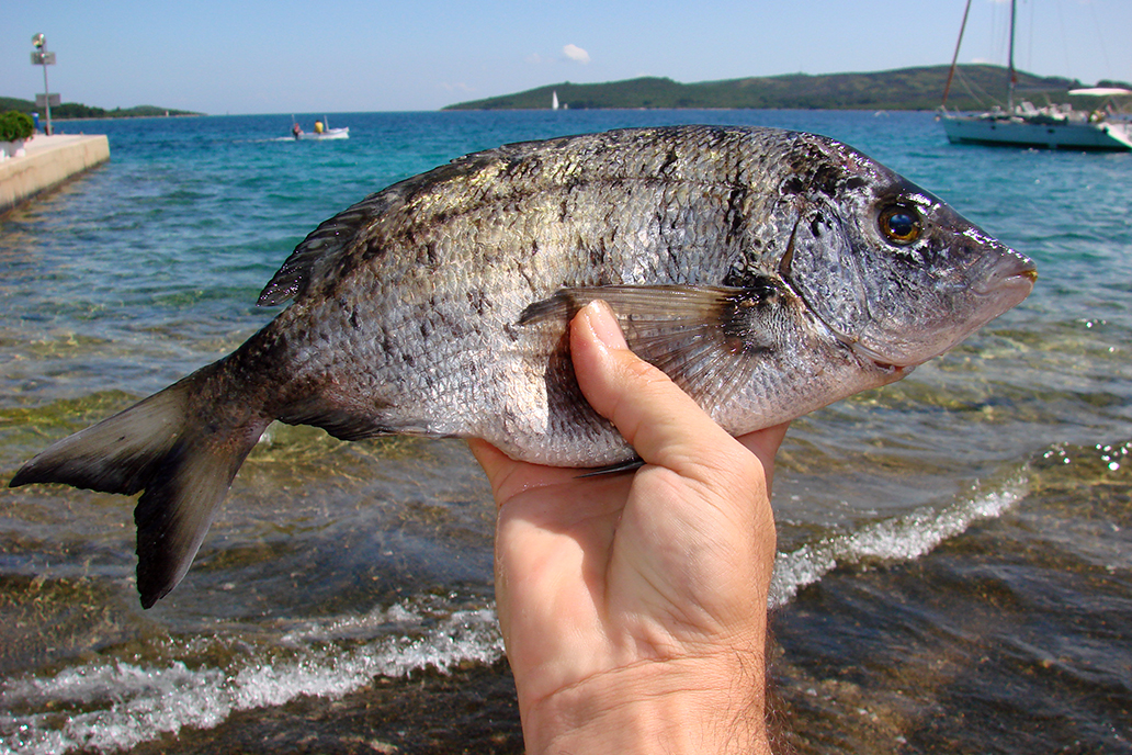 Pic je riba koja spada u plemenitu oboritu lovinu. Mnogi ga pokušavaju ...