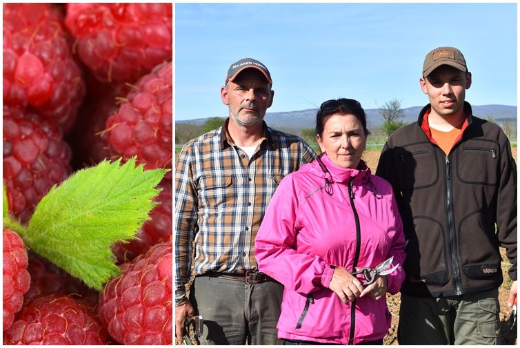 Posjetili smo malinjak obitelji Borčić: 'Svi znaju da uvozne maline ...