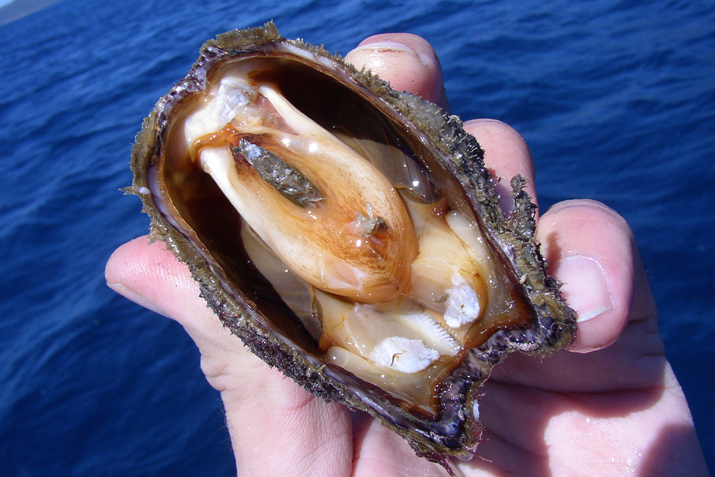 Dagnje nisu jedine školjke koje vrijedi koristiti kao ješku. Imamo ...