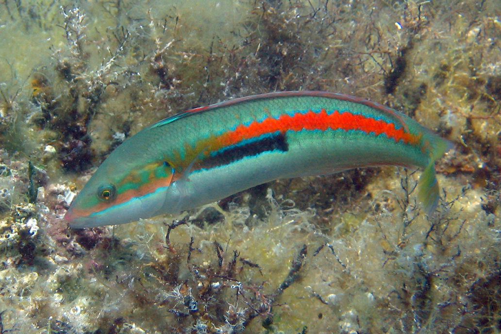 Jeste li znali da je ova riba biološki indikator savršeno čistog mora ...