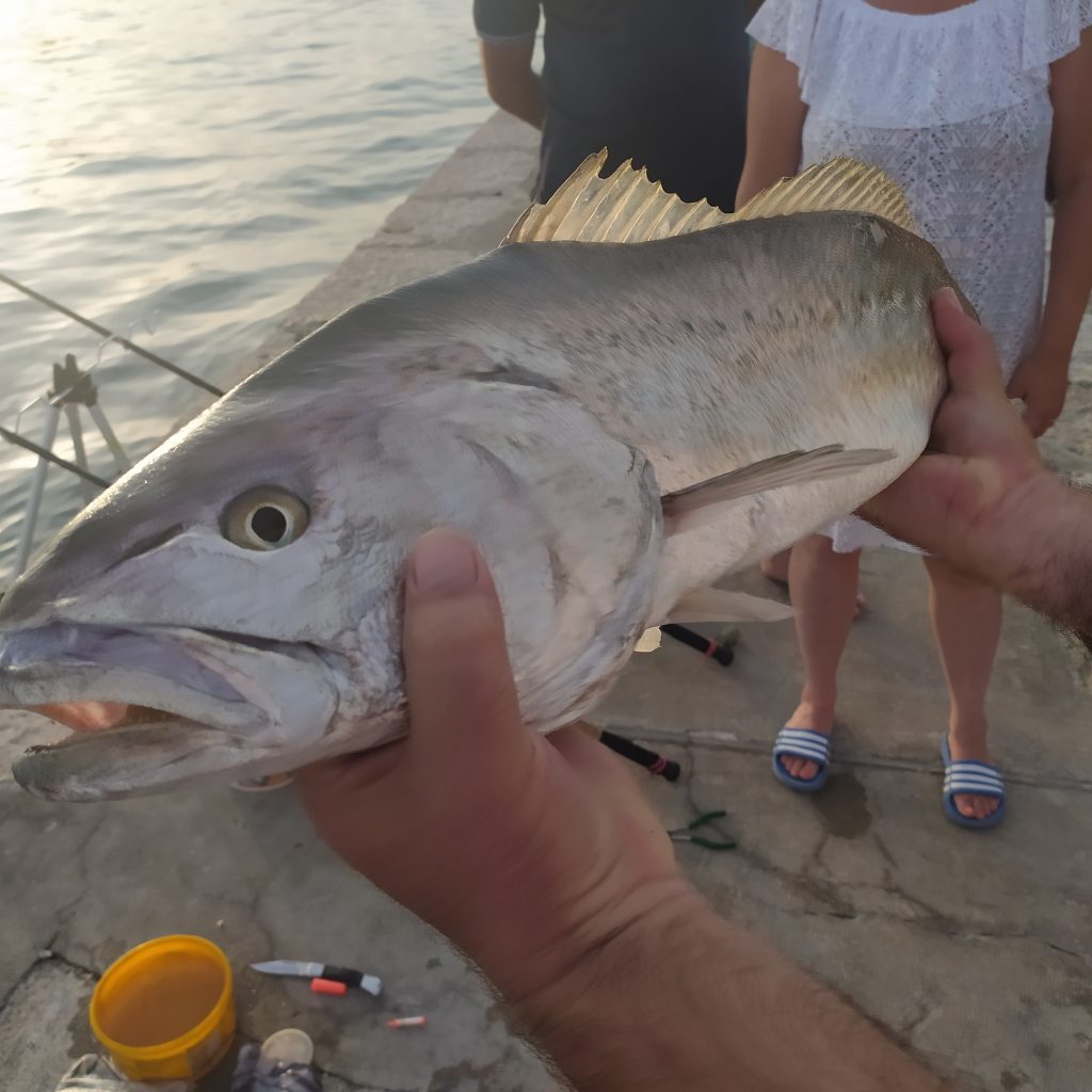 U Crikvenici ulovljena hama duga čak 75 centimetara. U pitanju je riba ...