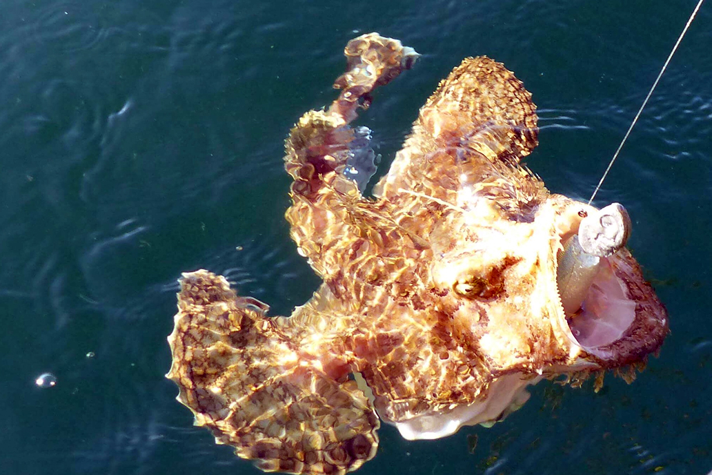 Jeste li znali da grdobina ima tvrdu kožu i još tvrđu glavu tako da se ...