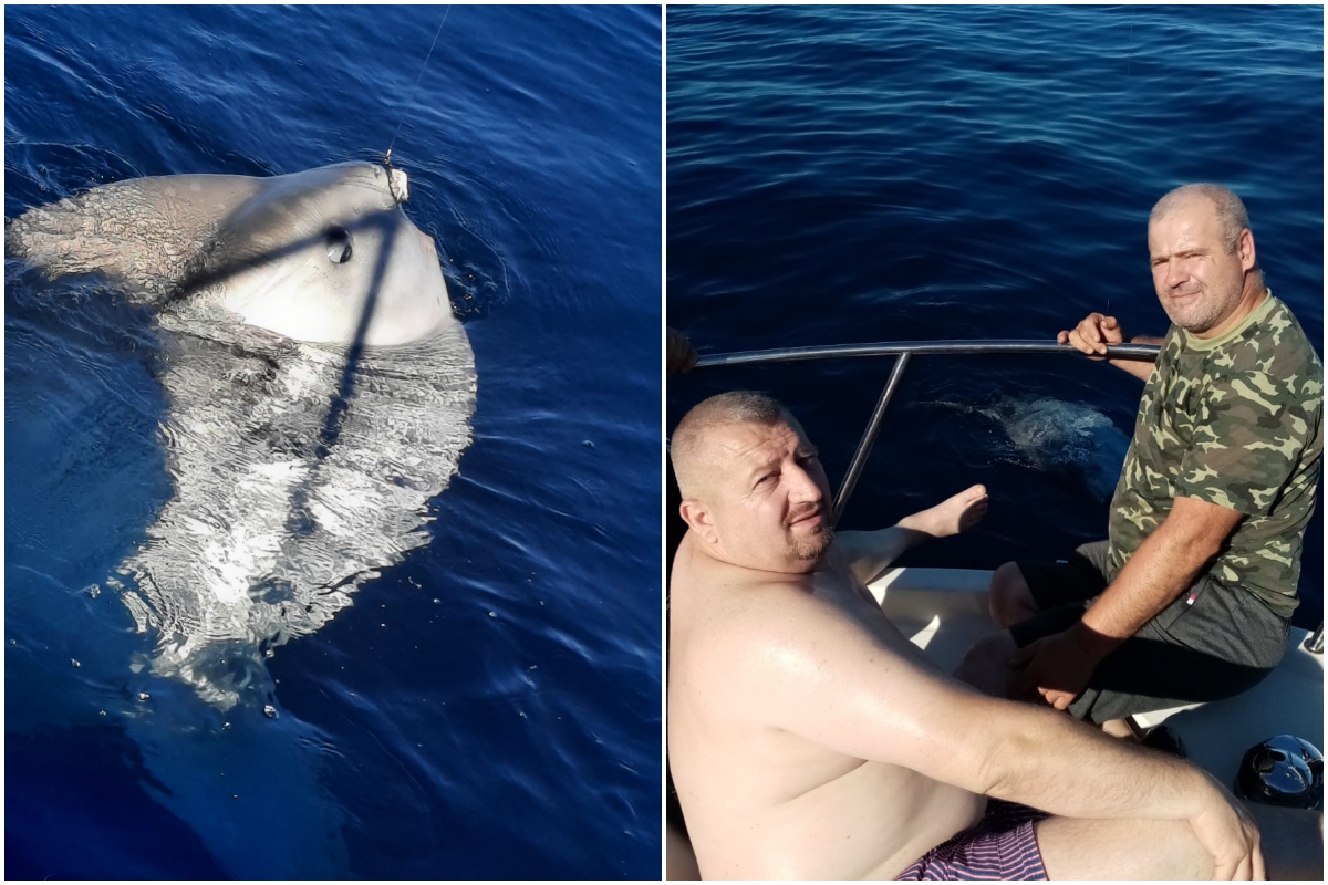 Kod Cresa ulovili velikog bucnja od 200 kila, pa ga vratili u more ...
